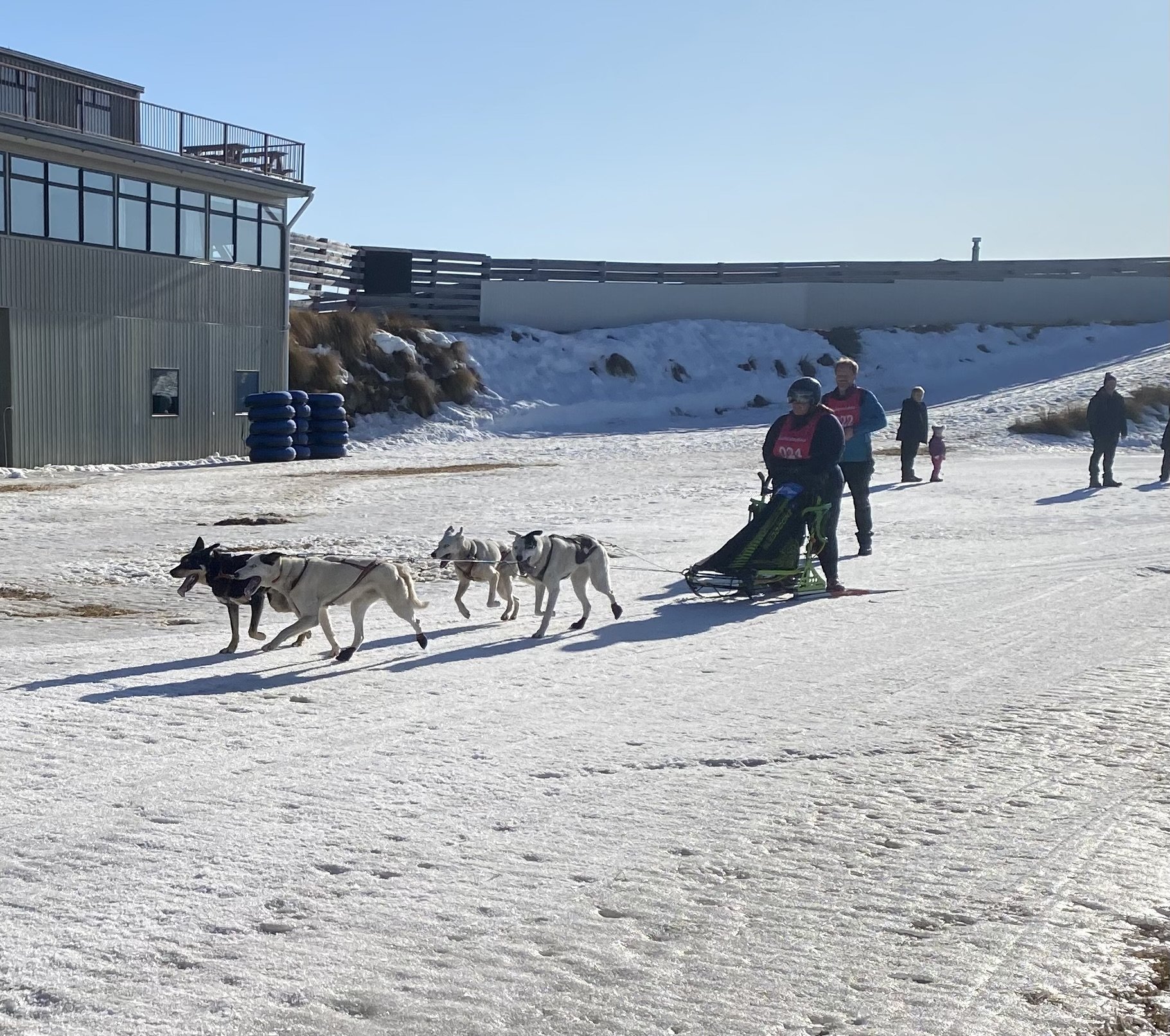 Dog-gone! Festival draws biggest field of competitors | The News